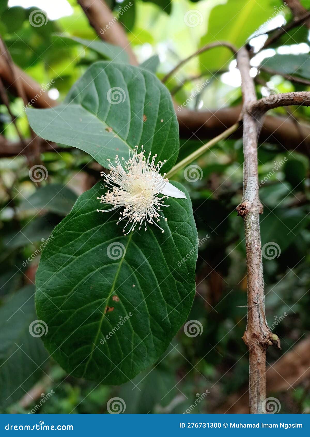 Bunga Jambu Biji Berwarna Putih Bersih Stock Photo - Image of plant ...