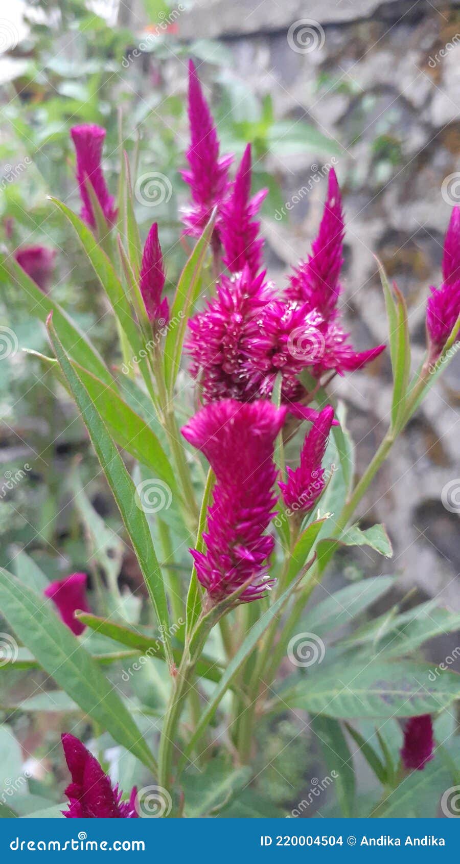 Jengger Stock Photos - Free & Royalty-Free Stock Photos from Dreamstime