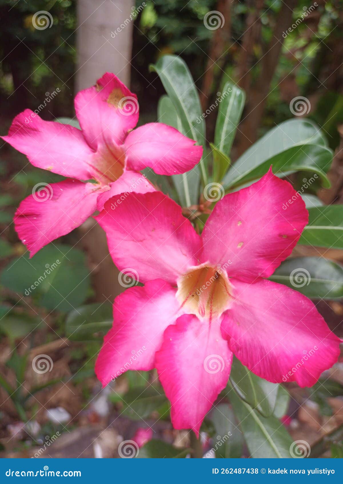 Red adenium flower stock photo. Image of lower, small - 262487438