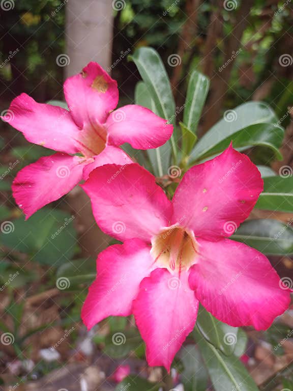 Red adenium flower stock photo. Image of lower, small - 262487438