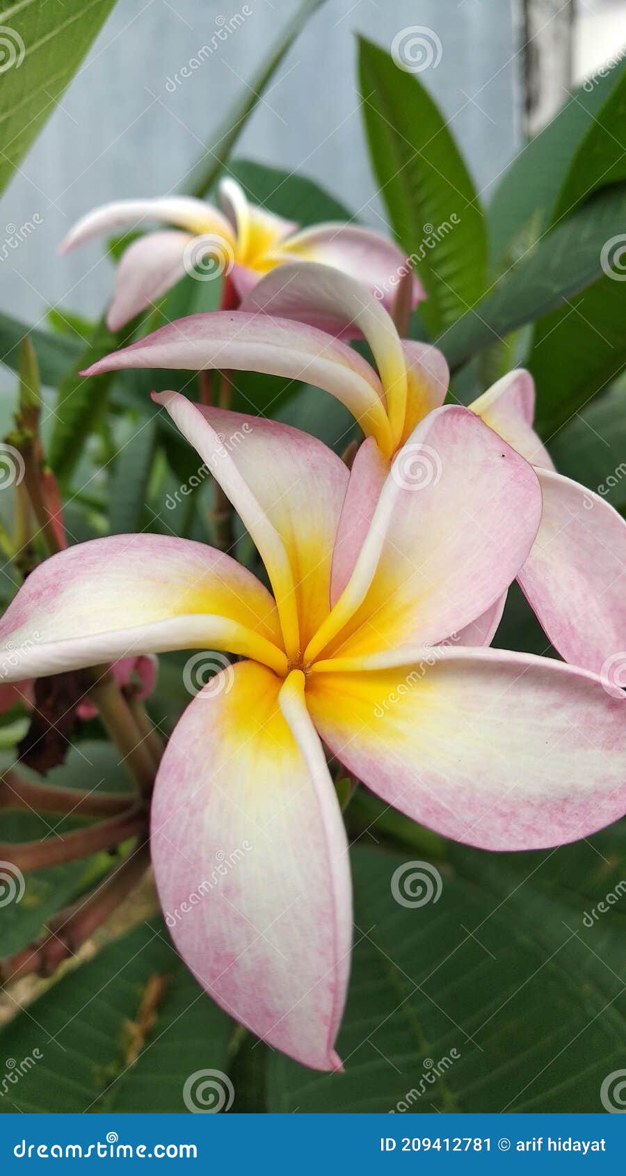 Kamboja flower stock image. Image of pink, tree, purplish - 209412781