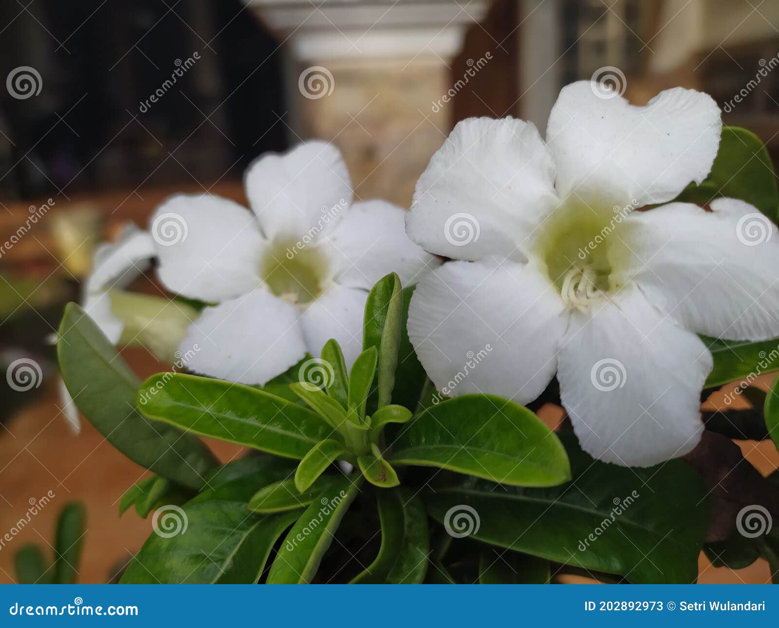 Bunga kamboja jepang imagen de archivo. Imagen de wildflower - 202892973