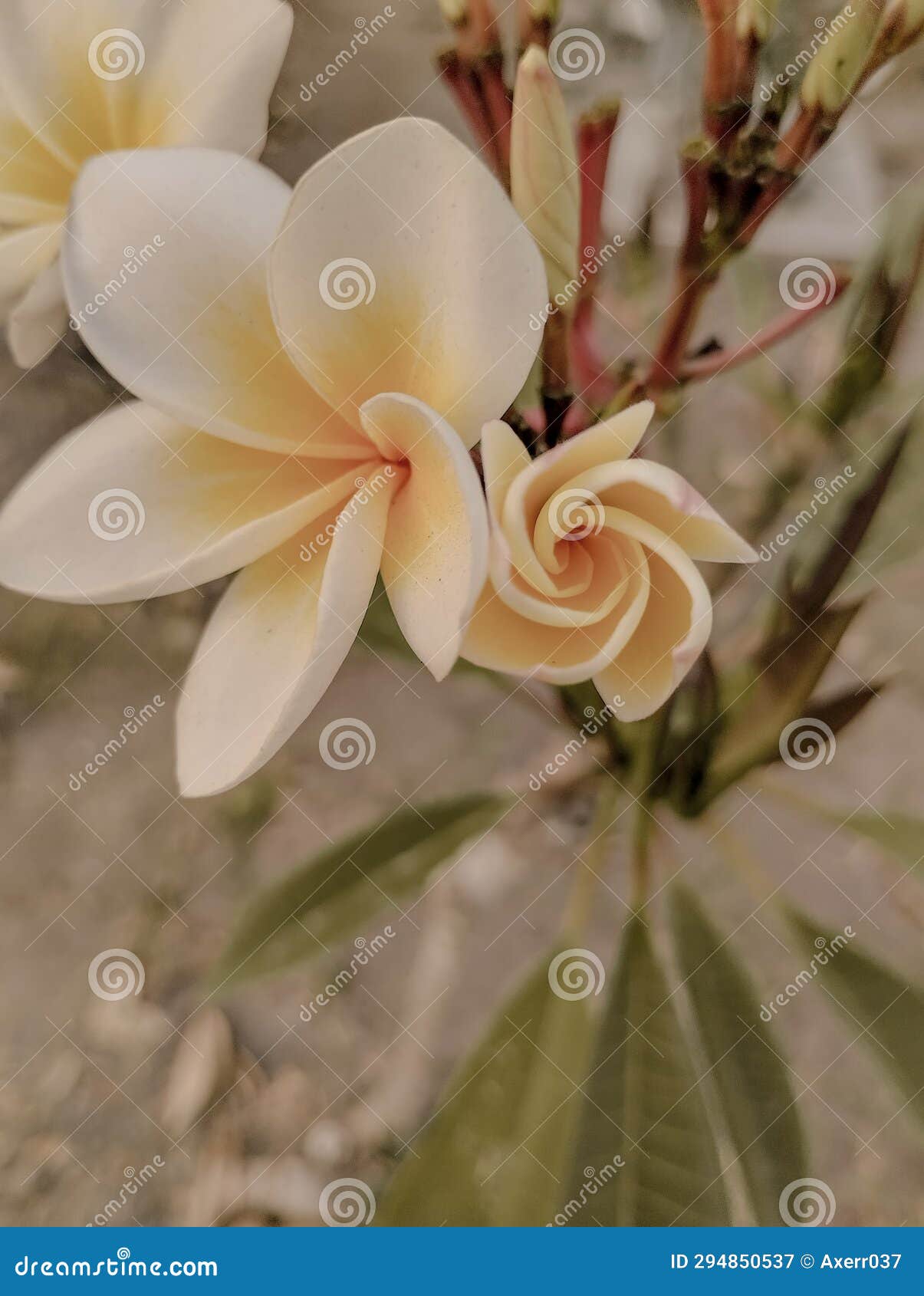 Bunga Kemboja or Known As Plumeria in Scientific Name in Yellow Colour ...