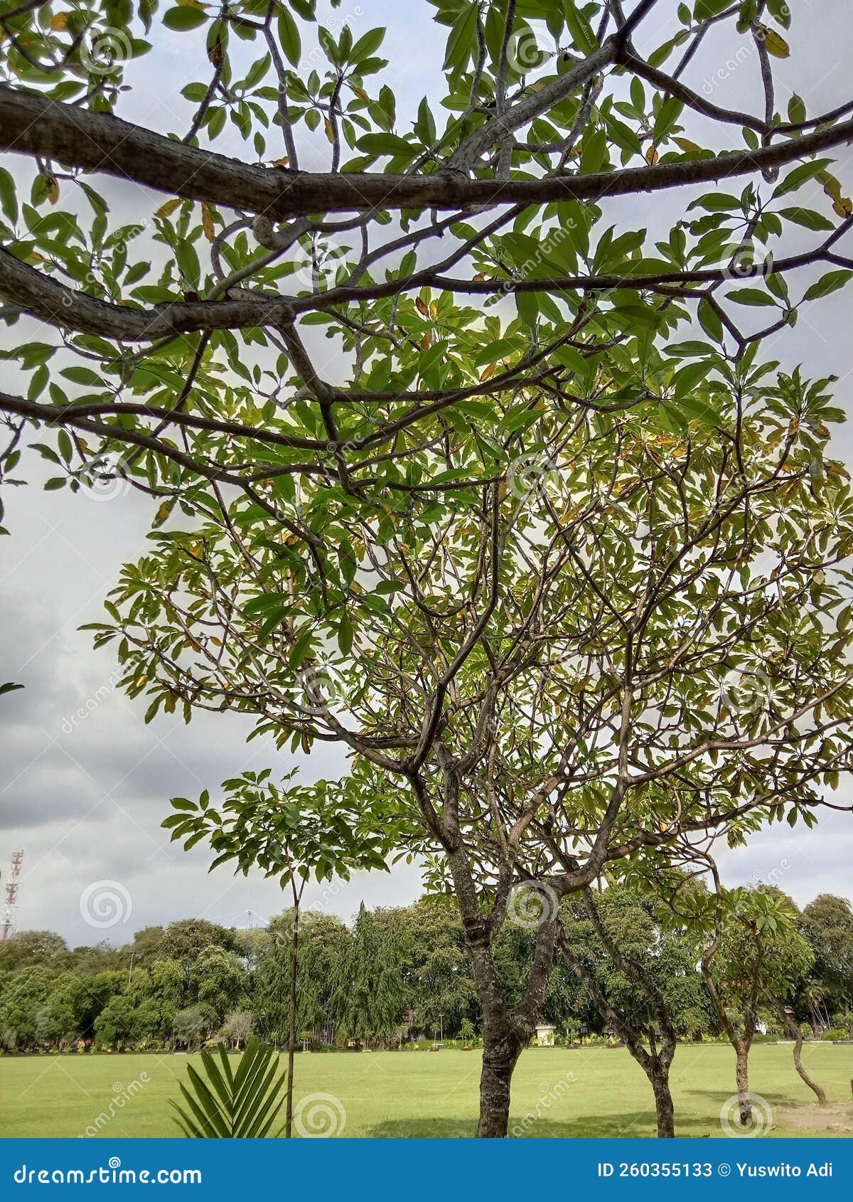 Bunga Kamboja stock image. Image of kamboja, bunga, shrub - 260355133