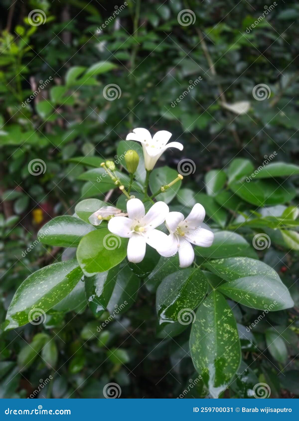 Blooming White Micro Kemuning Flower Stock Image - Image of wildflower ...