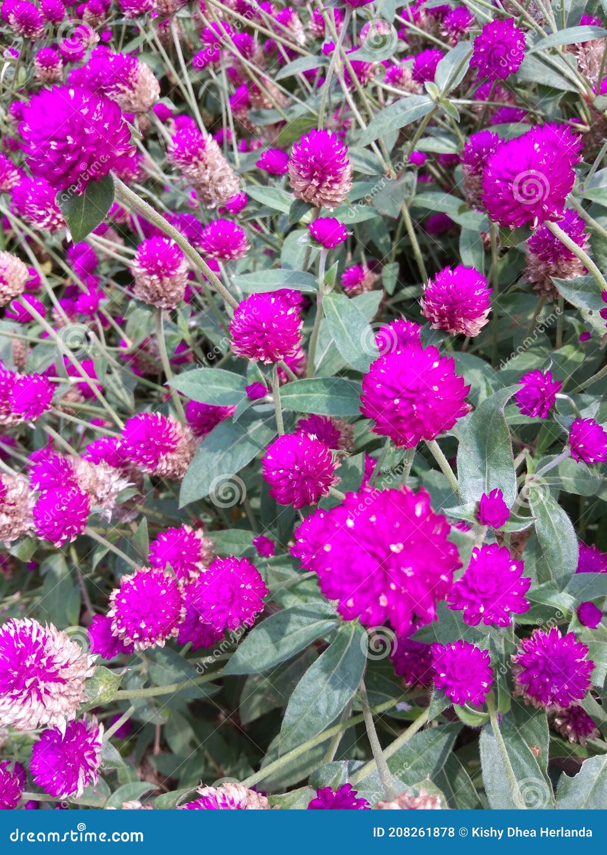 Bunga Kenop Flower Stock Photos - Free & Royalty-Free Stock Photos from ...