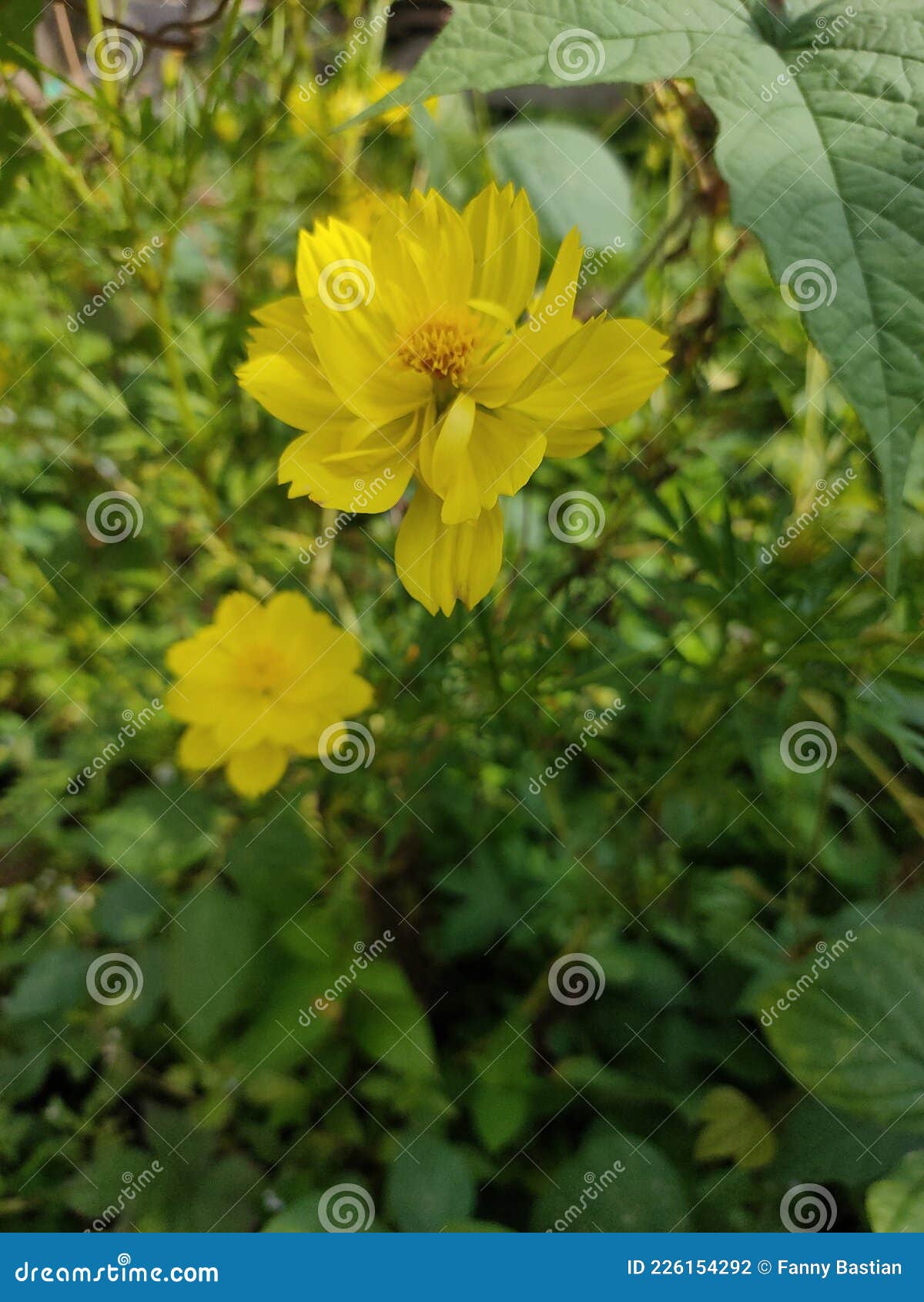 Bunga kuning di banten stock photo. Image of banten - 226154292