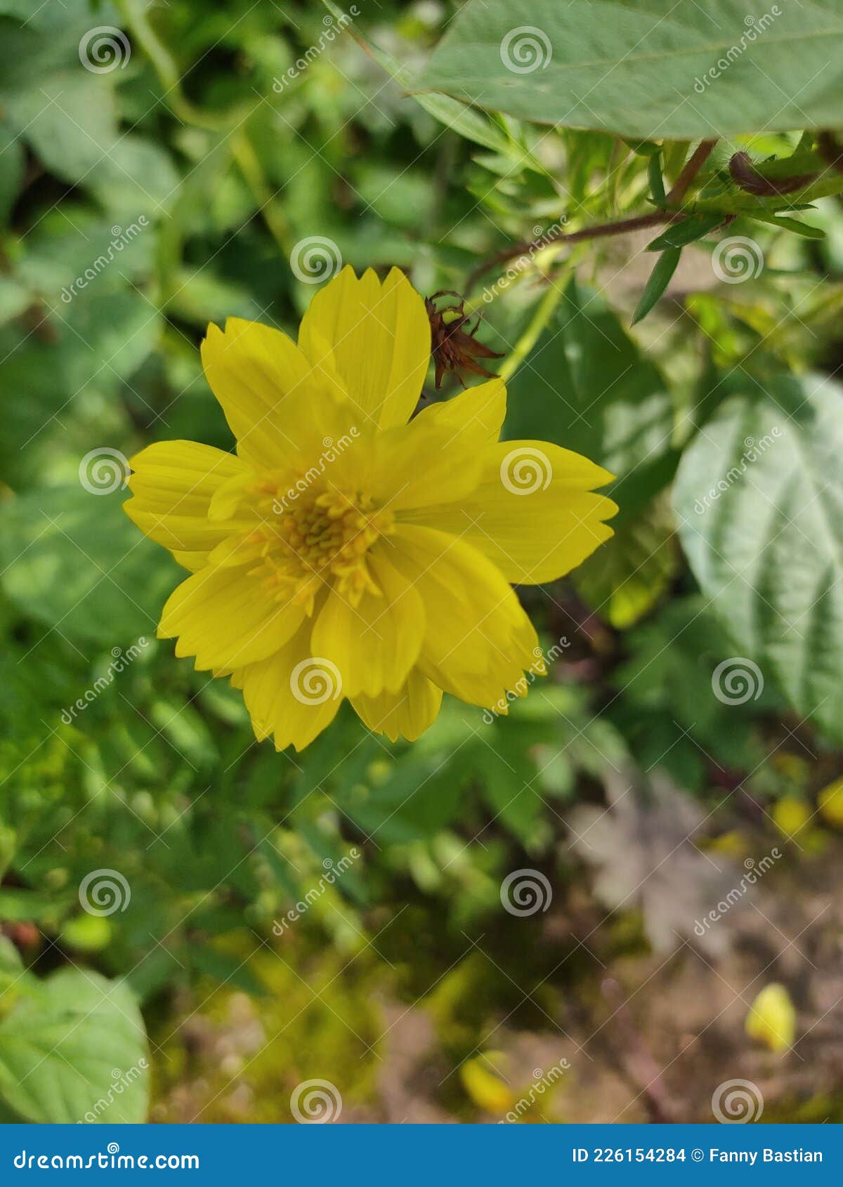 Bunga kuning yellow flower stock photo. Image of kuning - 226154284
