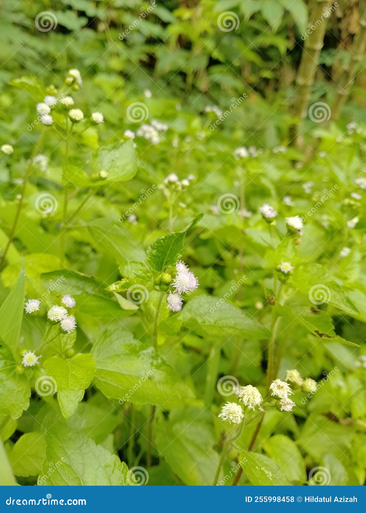 Bunga Liar Babadotan Berwarna Putih Foto de archivo - Imagen de cama ...