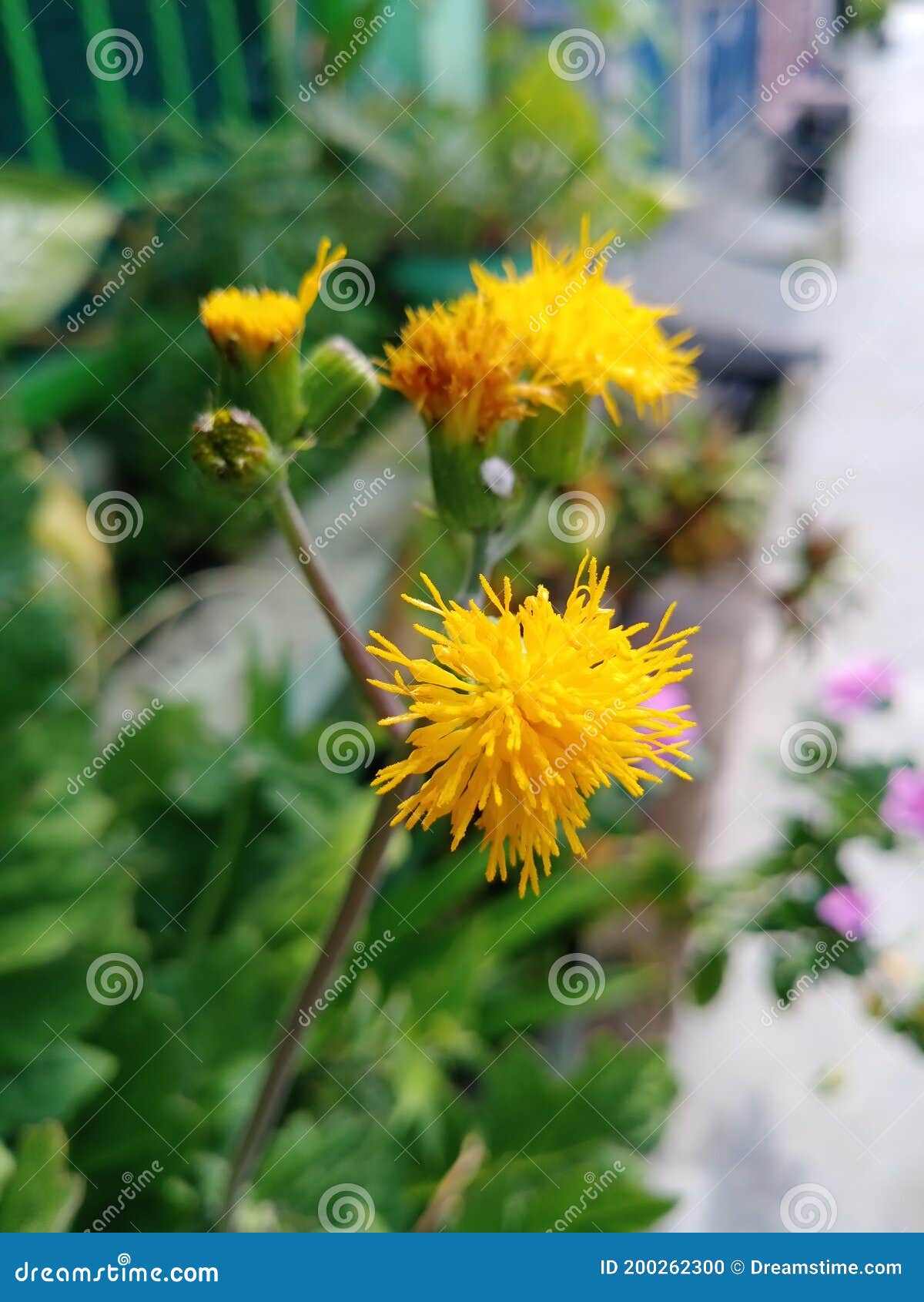 Bunga liar yang cantik stock photo. Image of liar, bunga - 200262300