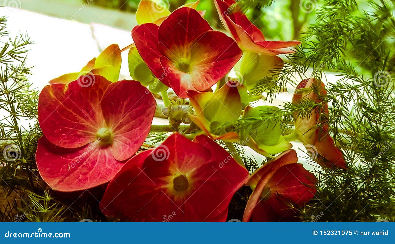 Bunga love stock image. Image of love, alam, bunga, natural - 152321075