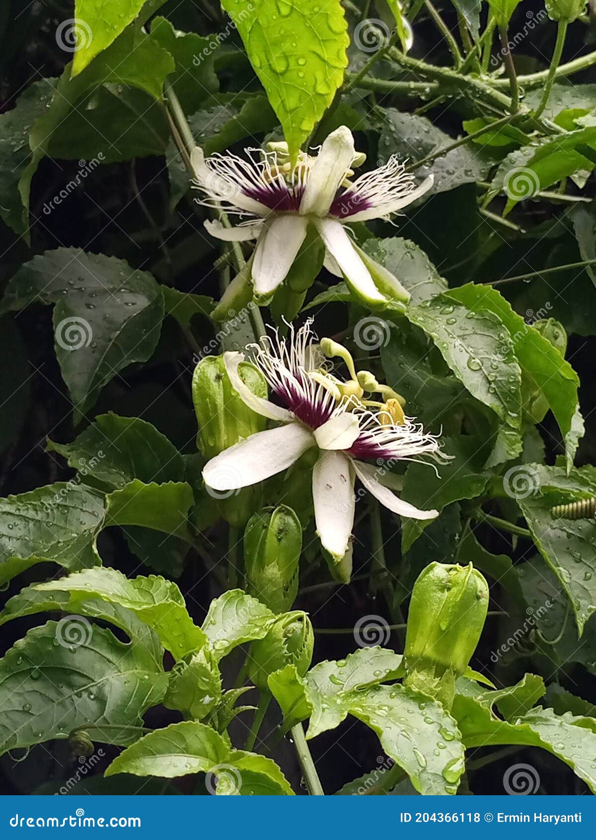 Bunga Markisa Passion Fruit Stock Photo - Image of passion, fruit ...