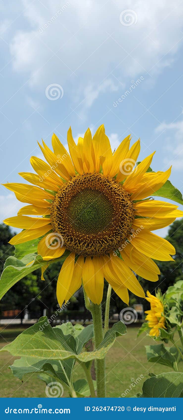 Bunga Matahari stock photo. Image of field, agriculture - 262474720