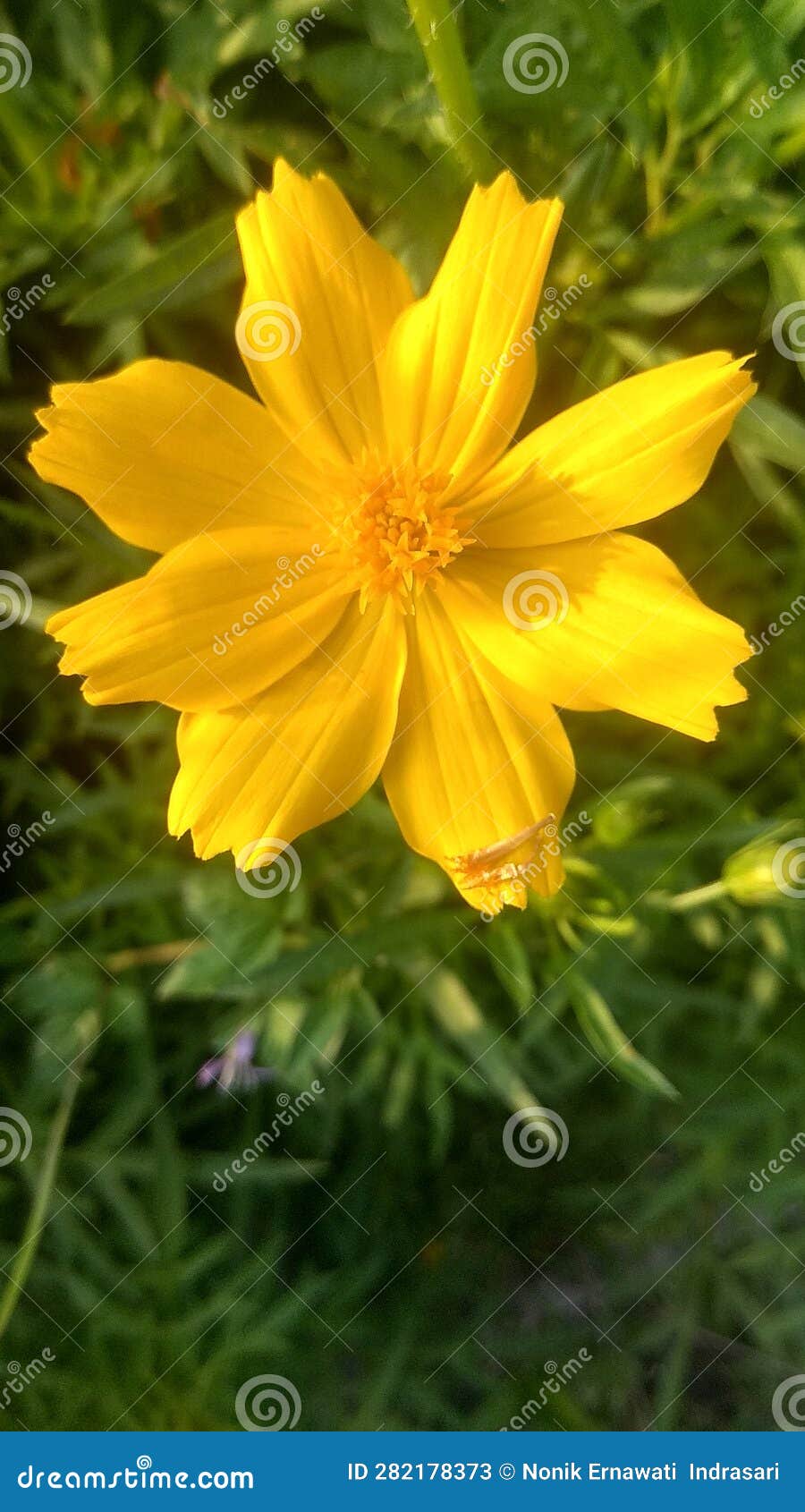 Bunga Matahari, Yellow, Flower, Nature, Green Stock Image - Image of ...