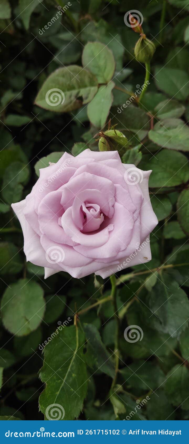 173 Mawar Pink Stock Photos - Free & Royalty-Free Stock Photos from ...