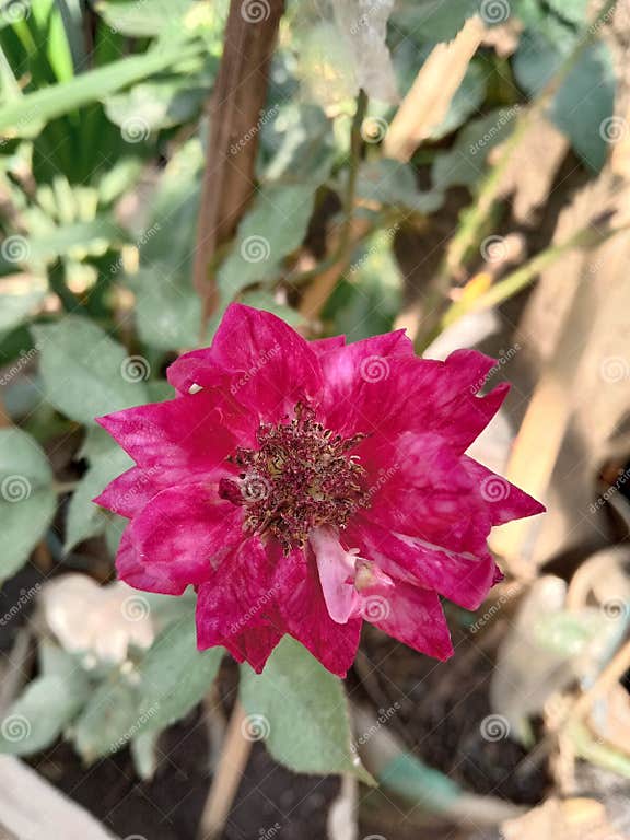 Bunga mawar yang indah stock photo. Image of mawar, flower - 281908778