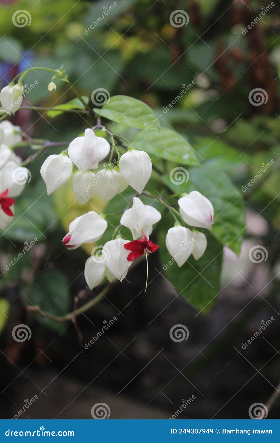 Bunga merah putih stock image. Image of putih, nature - 249307949