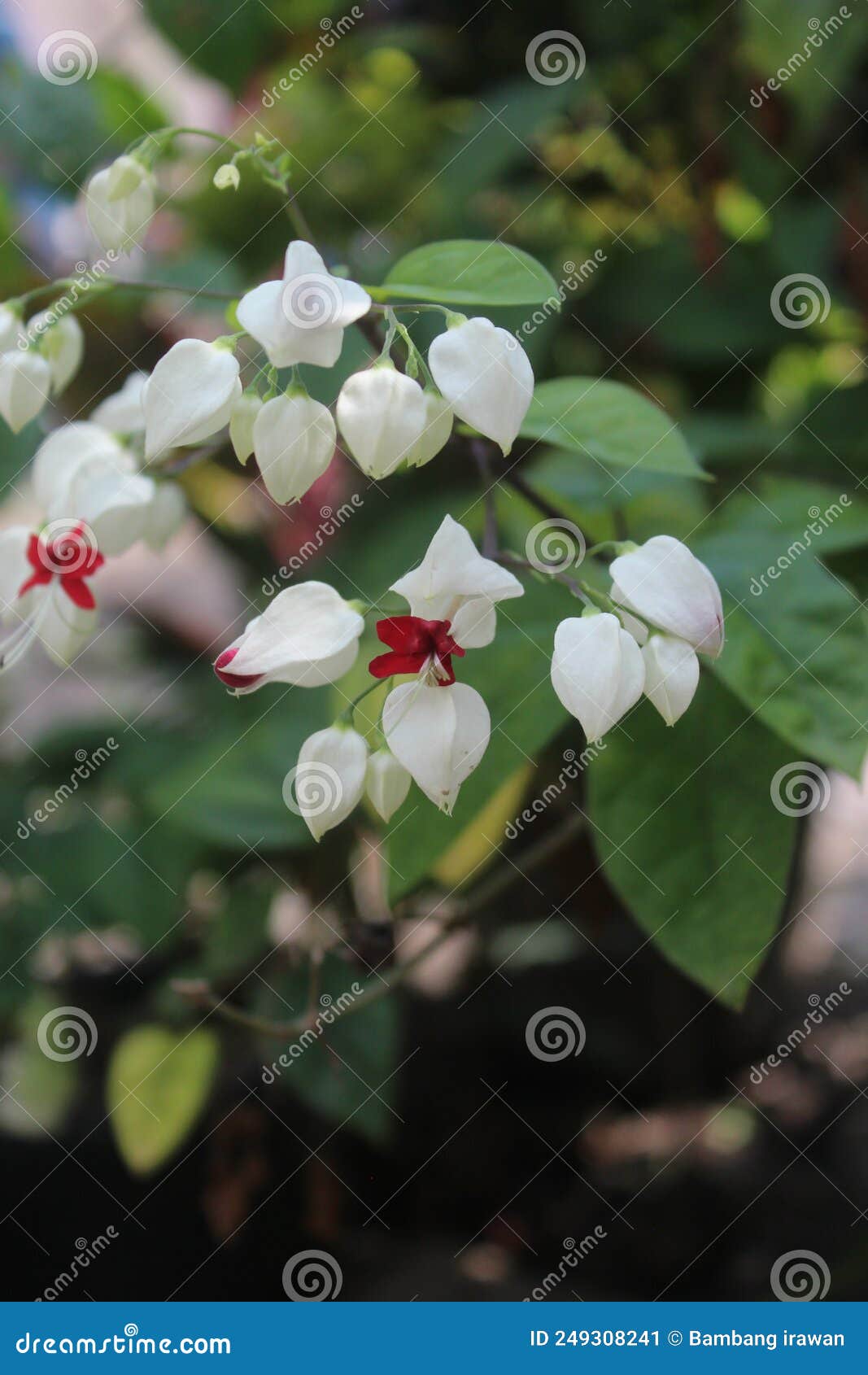 Bunga merah putih imagem de stock. Imagem de nave, jardim - 249308241