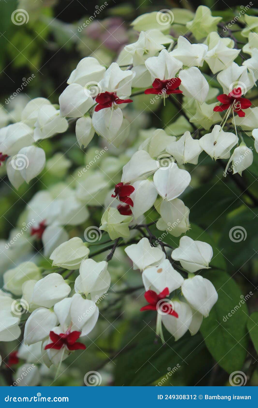 Bunga merah putih foto de archivo. Imagen de hoja, hierba - 249308312