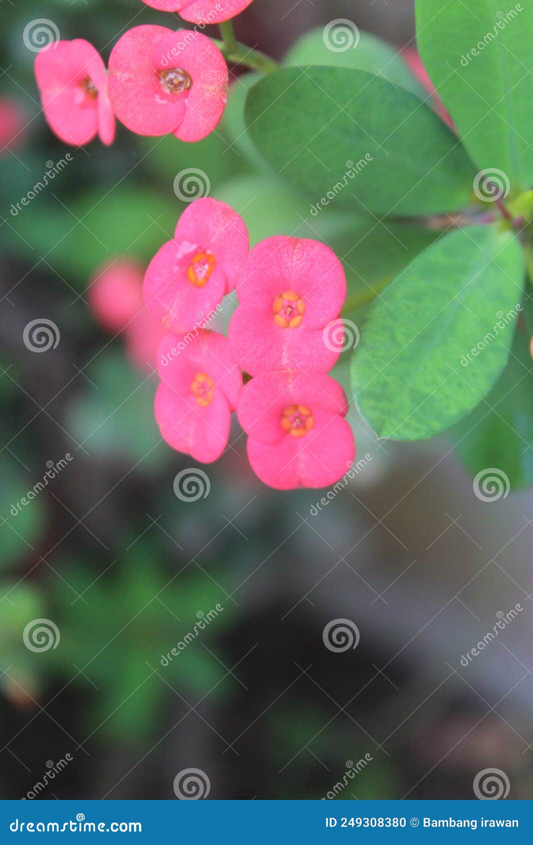 Bunga merah putih stock photo. Image of purple, produce - 249308380