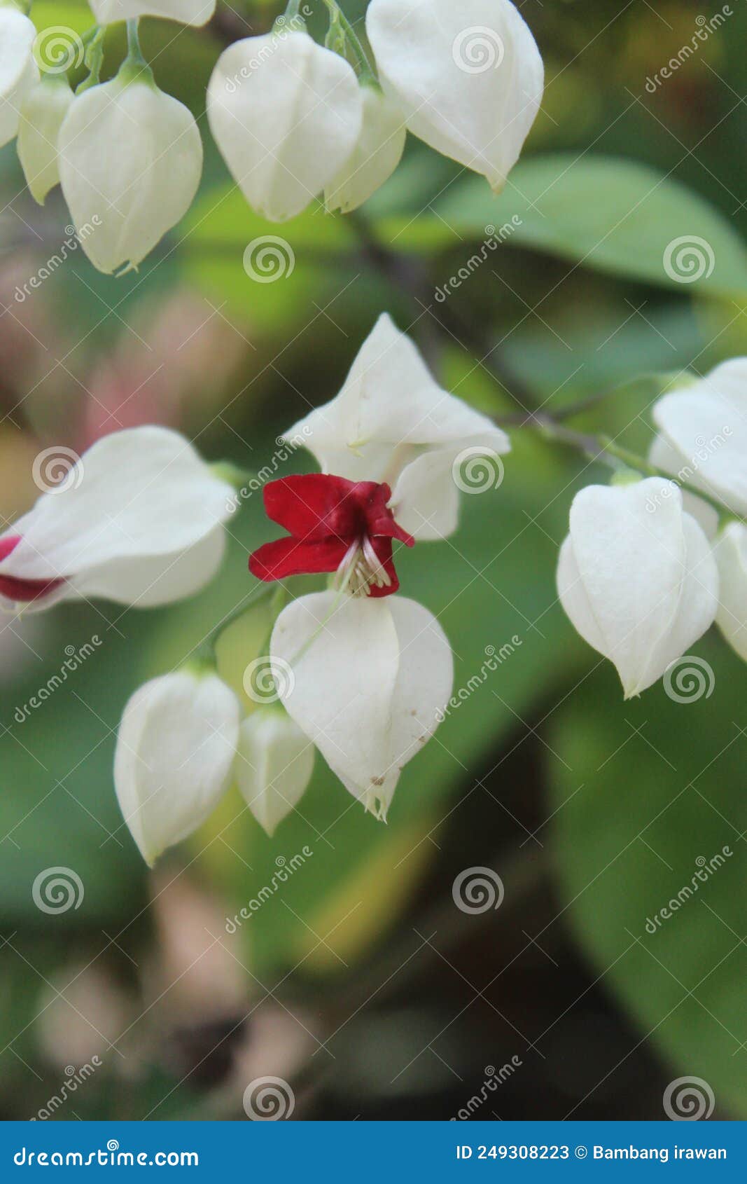 Bunga merah putih stock image. Image of shrub, nature - 249308223