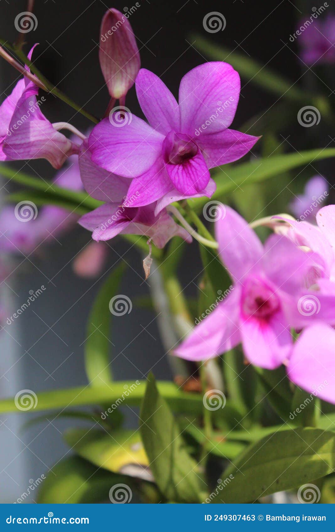 Semut bunga stock image. Image of flower, petal, wildflower - 249307463