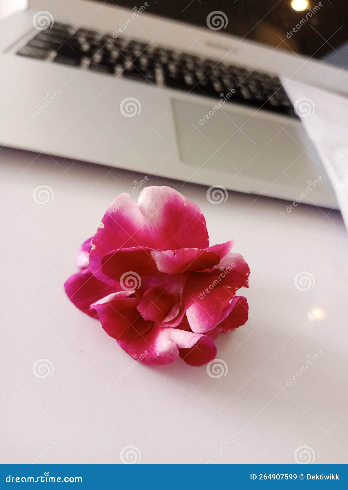 Bunga pacar air maroon stock image. Image of plant, bouquet - 264907599