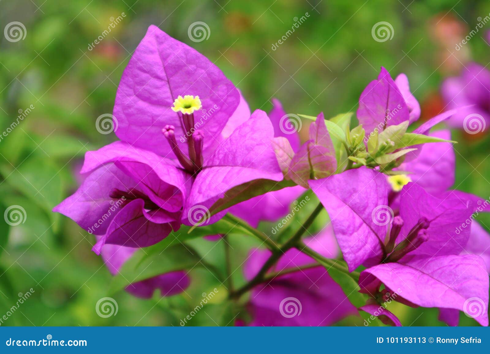 Bunga Pagar Pink stock image. Image of flower, bunga - 101193113