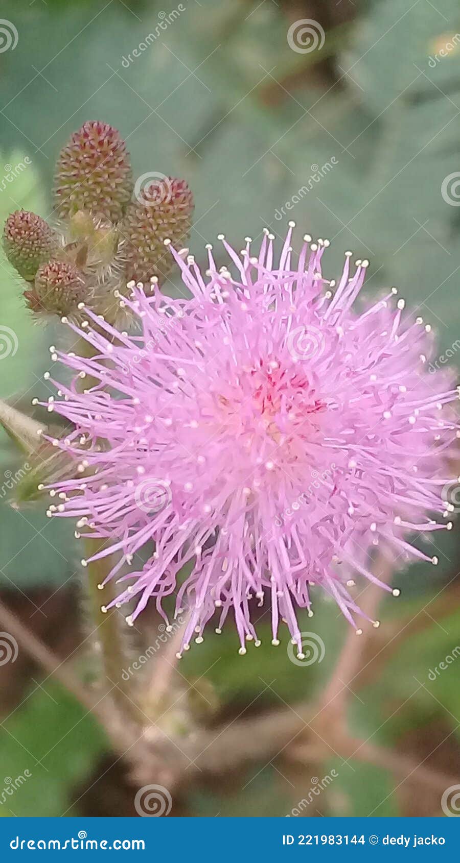 Bunga pink flower stock photo. Image of pink, flowerf - 221983144