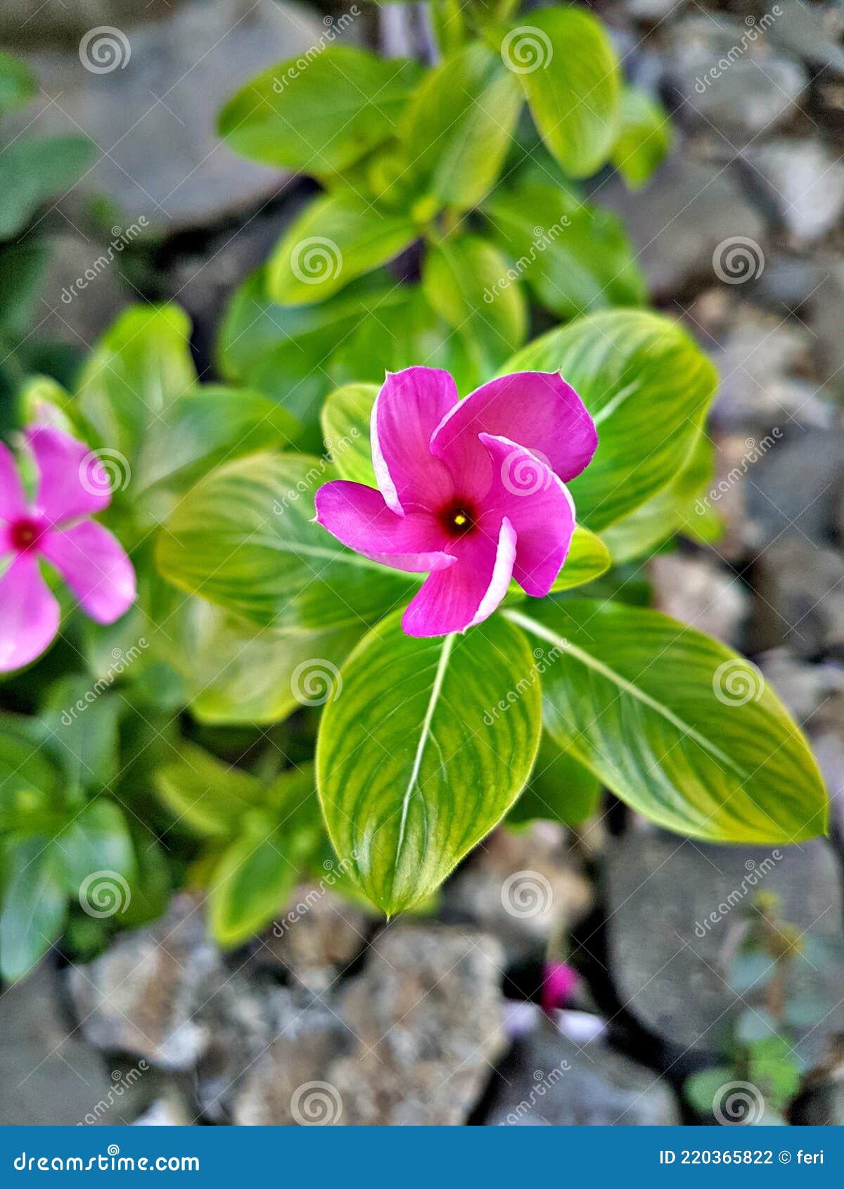 The pink flowers stock photo. Image of flowers, tree - 220365822