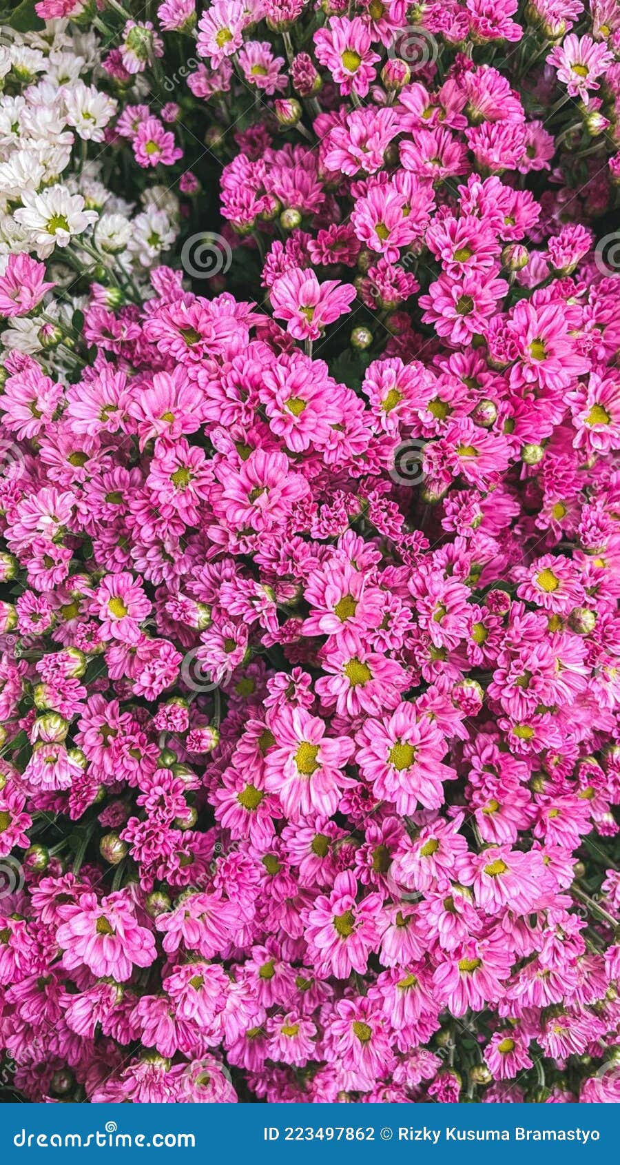 Bunga pink yang cantik stock photo. Image of blossom - 223497862