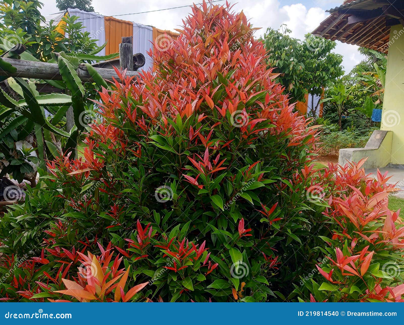 Pucuk Merah, Syzygium Oleina Syzygium Paniculatum, Red Shoots, Magenta ...