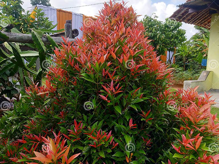 Bunga pucuk merah stock photo. Image of evergreen, tree - 219814540