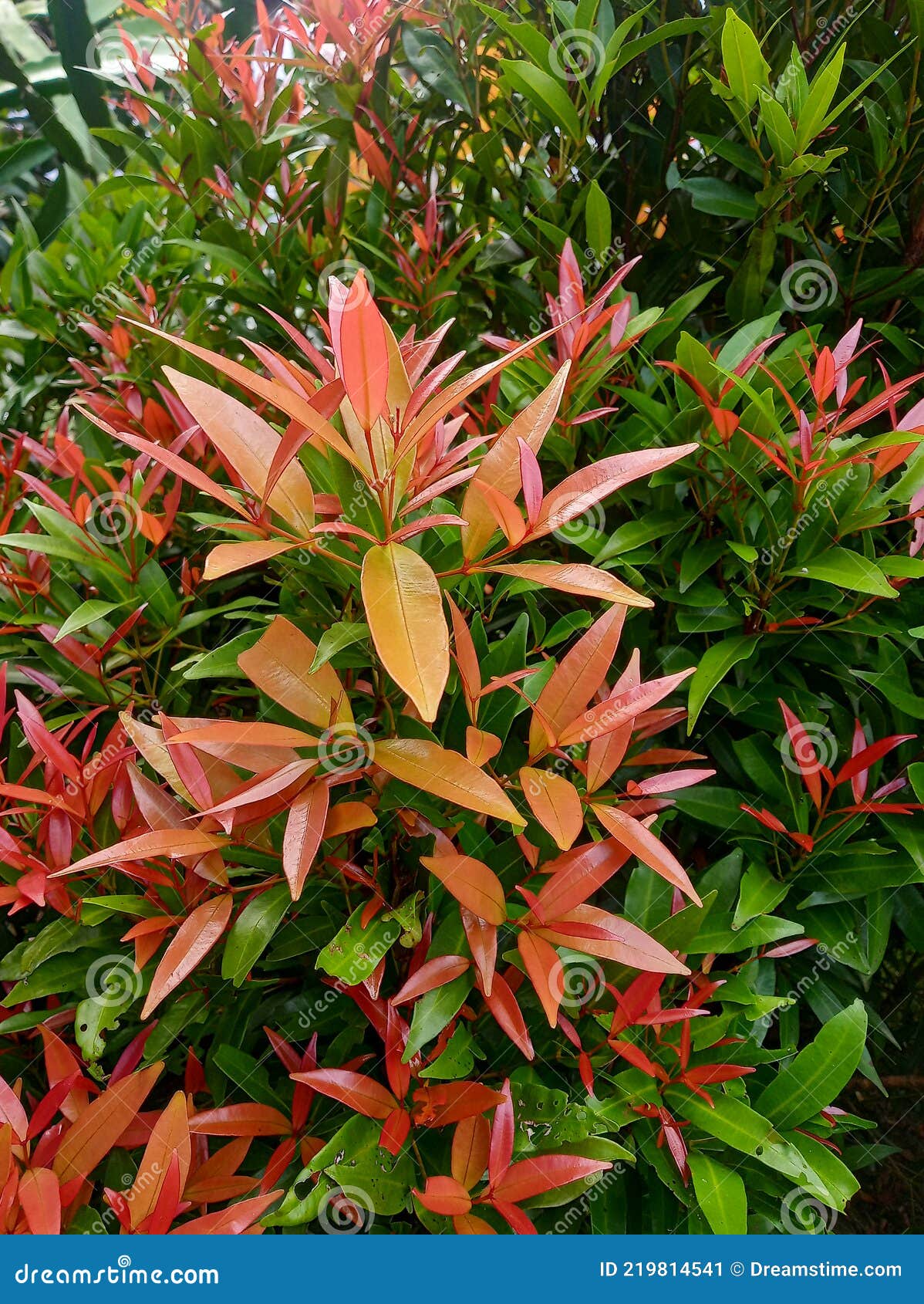 Pucuk Merah, Syzygium Oleina Syzygium Paniculatum, Red Shoots, Magenta ...