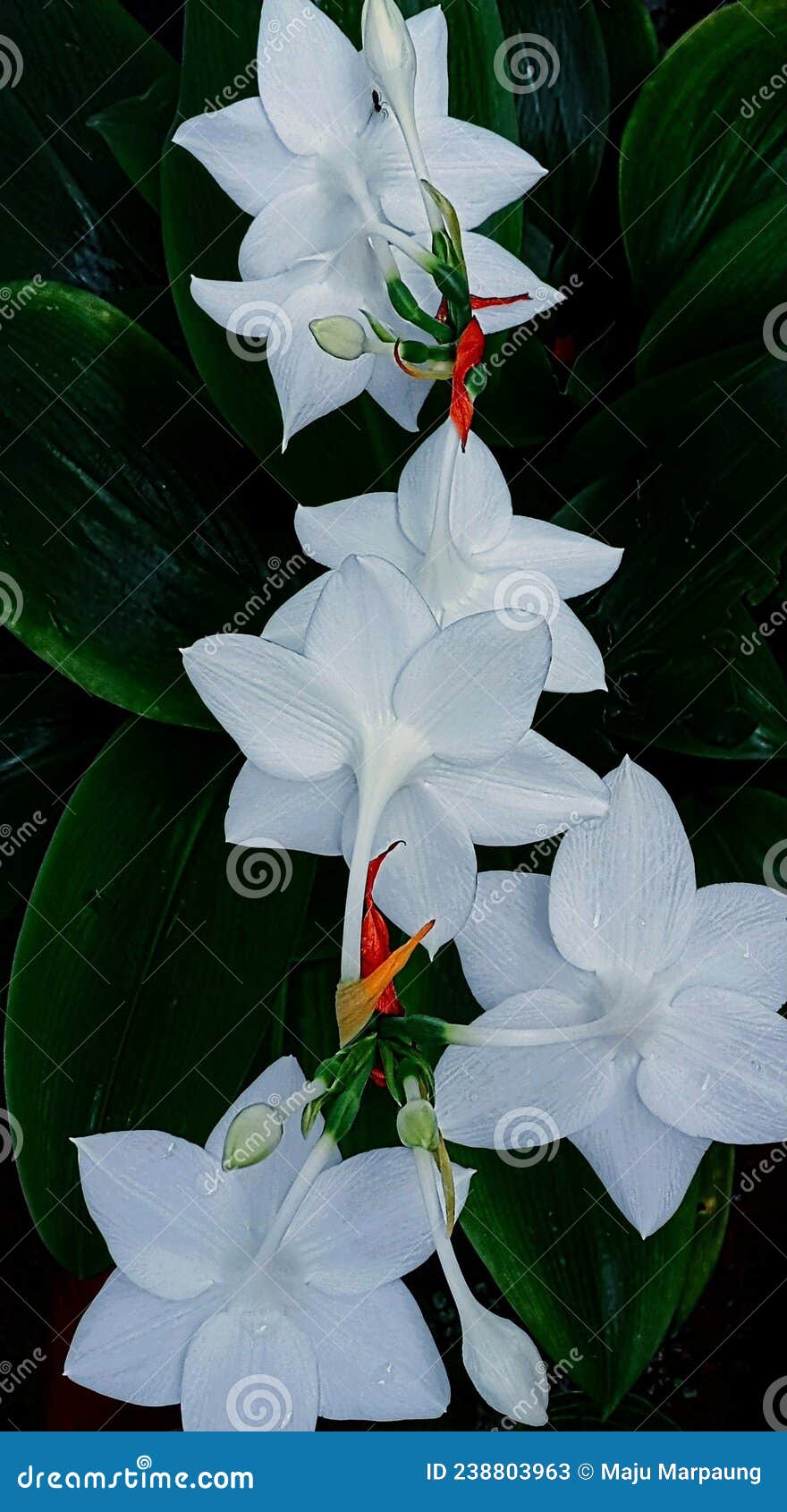 BUNGA PUTIH stock image. Image of green, flower, white - 238803963