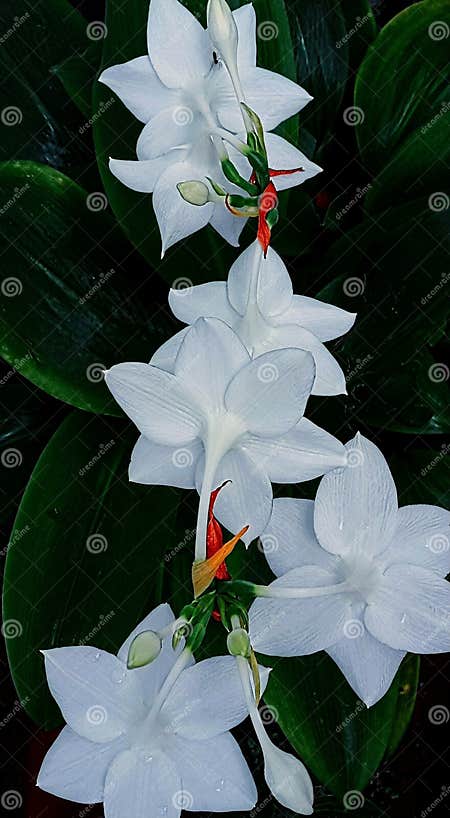 BUNGA PUTIH stock image. Image of green, flower, white - 238803963