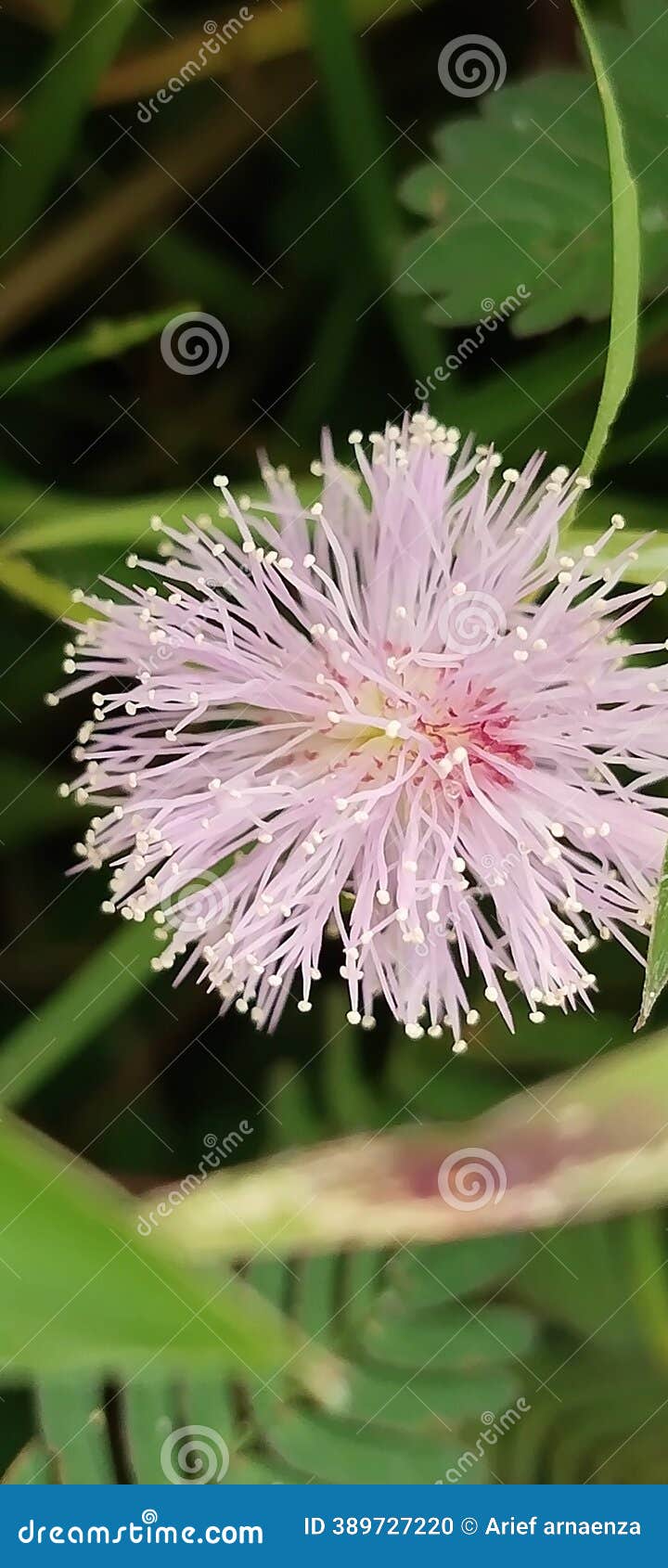 Putri Malu Leaves (Mimosa Pudica) Are Famous As A Medicine To Treat ...