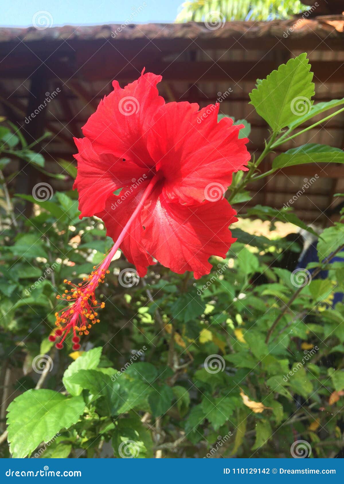 Bunga Raya 库存照片. 图片 包括有 raya, bunga - 110129142