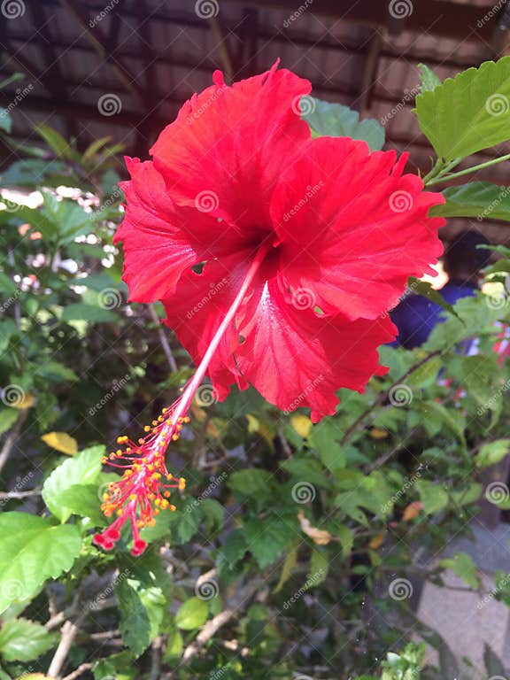 Bunga Raya 库存图片. 图片 包括有 红色, 部分, 一个 - 110129147