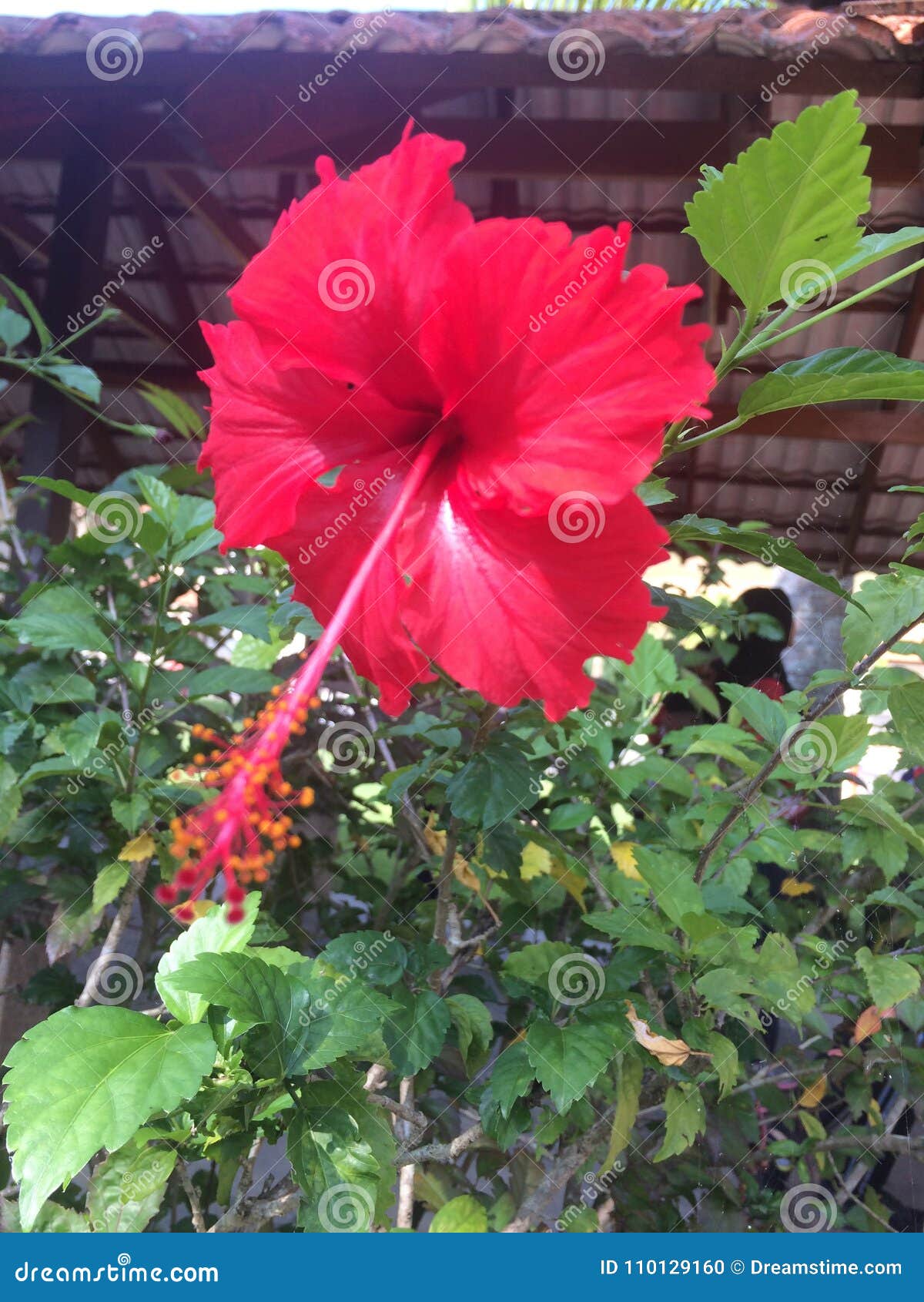 Bunga Raya стоковое фото. изображение насчитывающей красно - 110129160