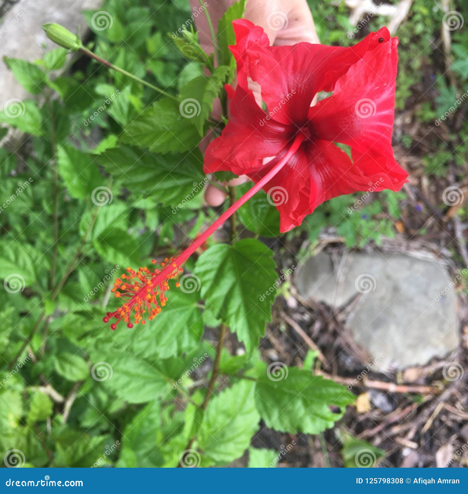 Bunga Raya стоковое фото. изображение насчитывающей национально - 125798308