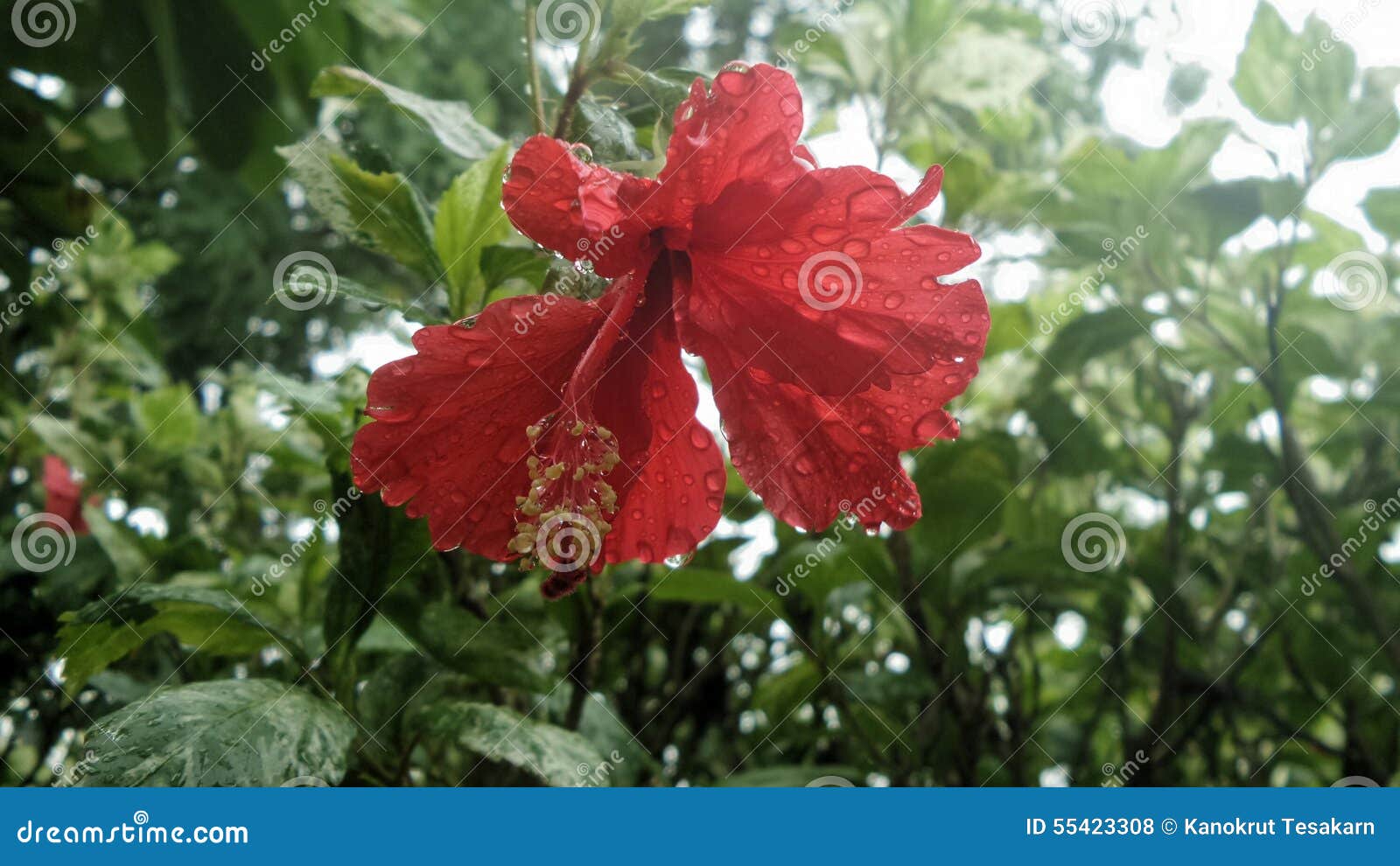 Bunga Raya flower stock photo. Image of raya, indonesia - 55423308