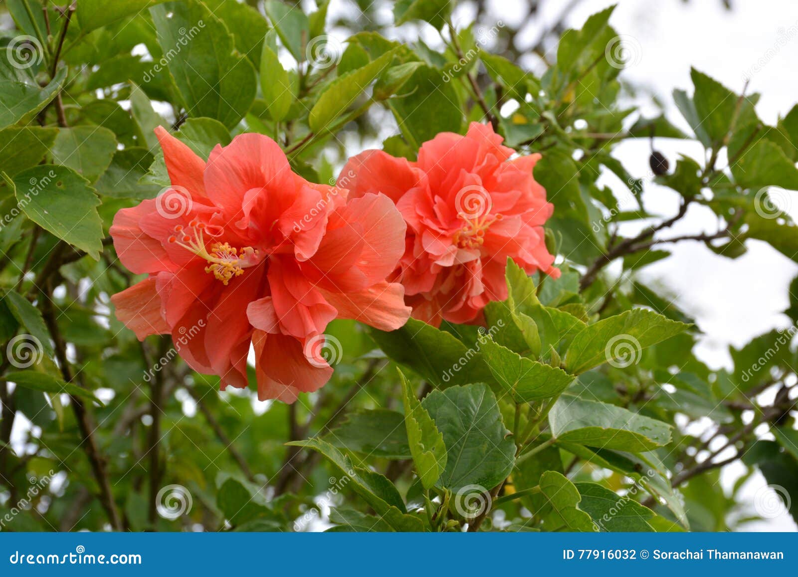 Bunga Raya in garden. stock photo. Image of head, bunga - 77916032