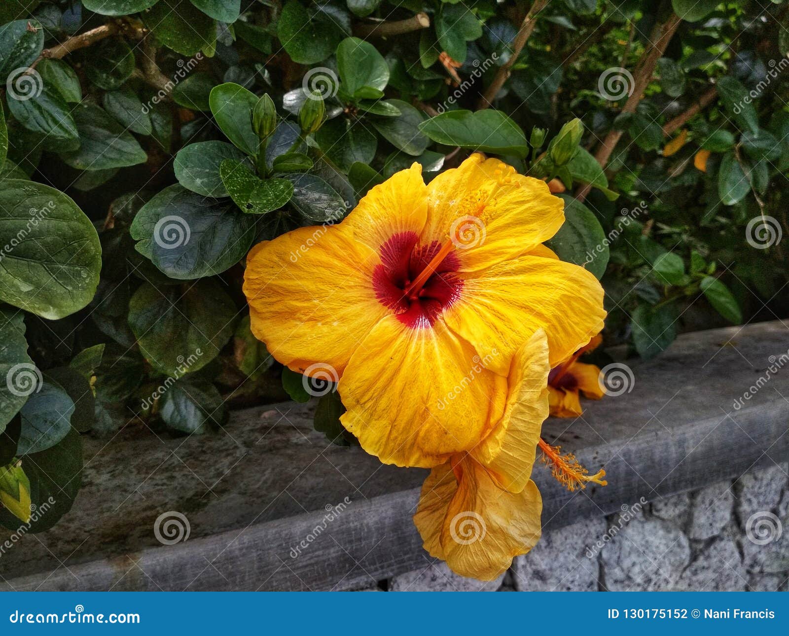 Bunga Raya stock photo. Image of hibiscus, aschinese - 130175152