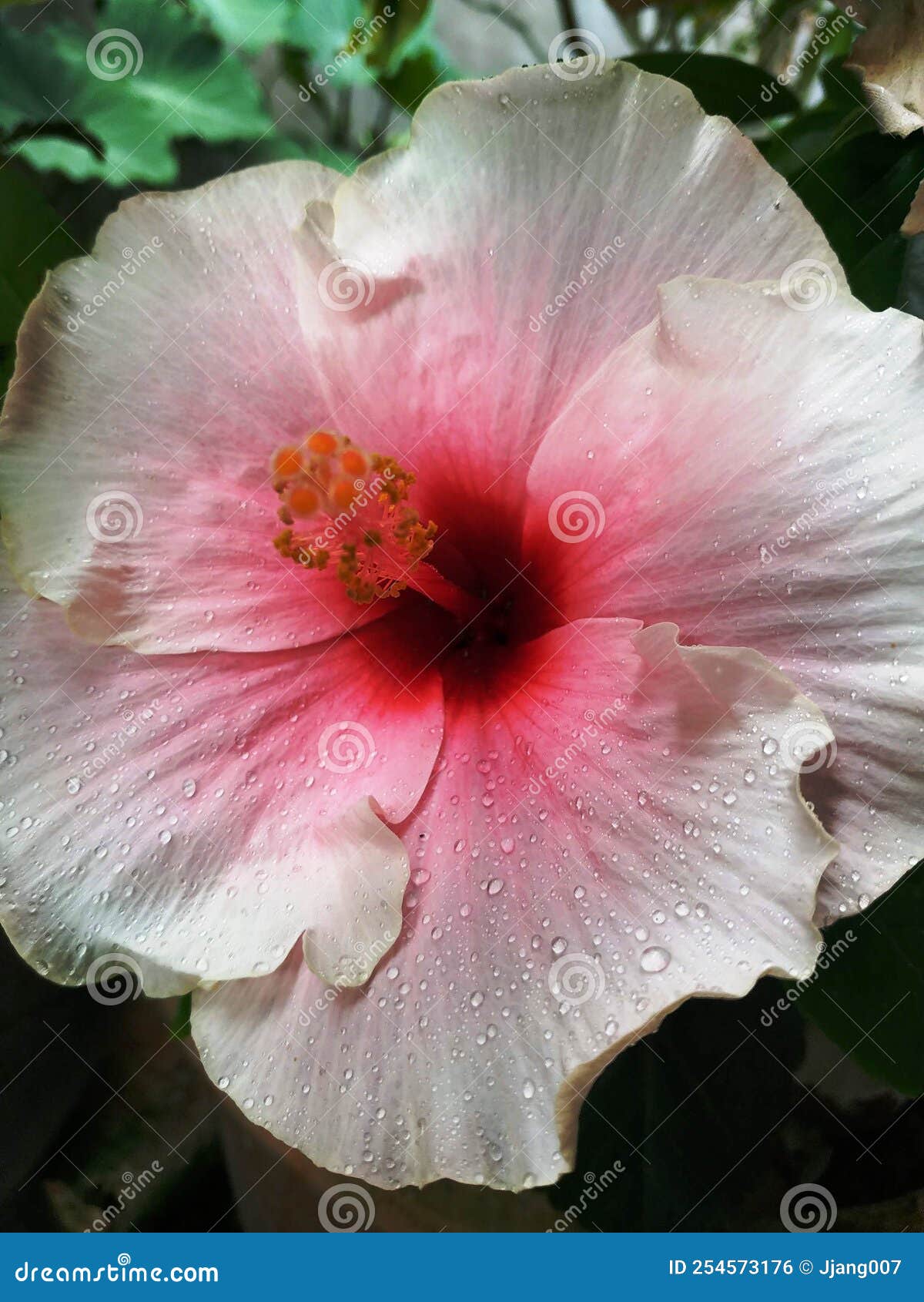 Bunga Raya Malaysia National Flower Redaktionelles Foto - Bild von rosa ...