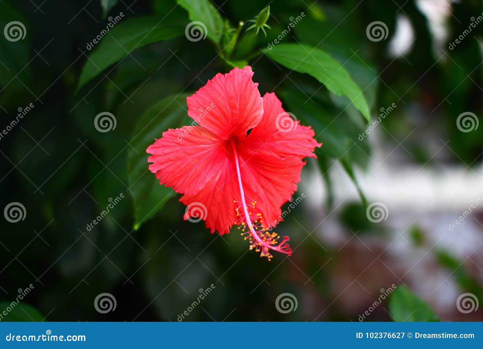 Bunga Raya, the National Flower of Malaysia Stock Image - Image of ...