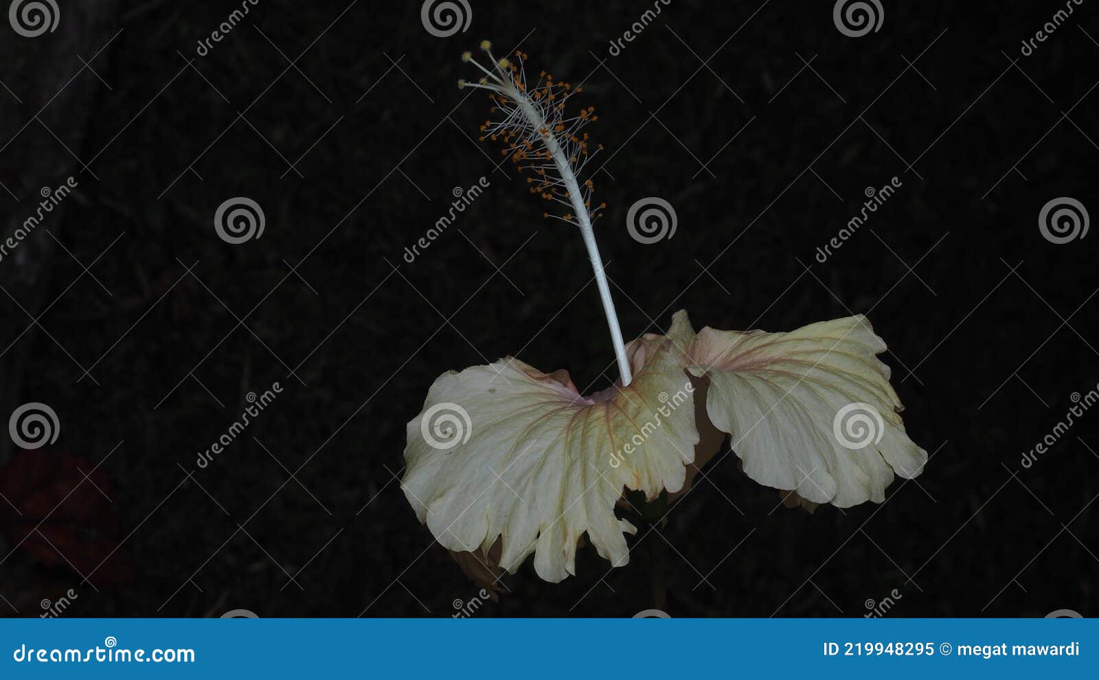 Bunga raya putih stock image. Image of bunga, putih - 219948295