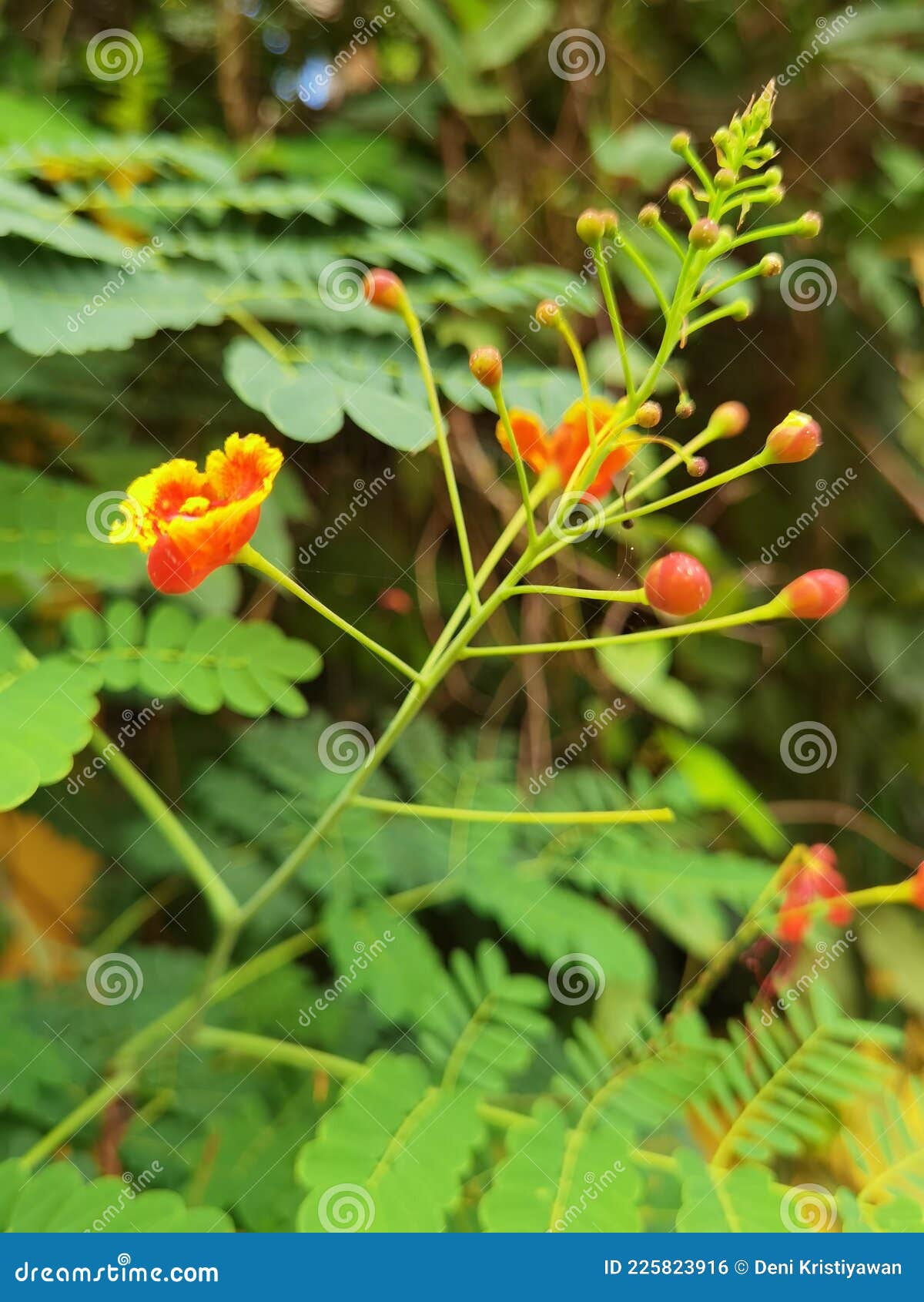 Bunga Red Plant Taman Garden Stock Photo - Image of taman, produce ...
