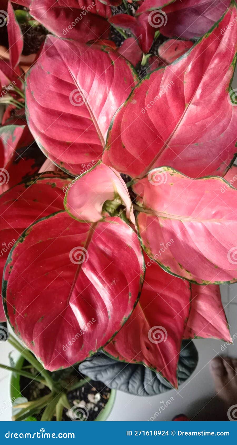 Bunga Red Sumatra Indonesian Stock Photo - Image of sumatra, bunga ...