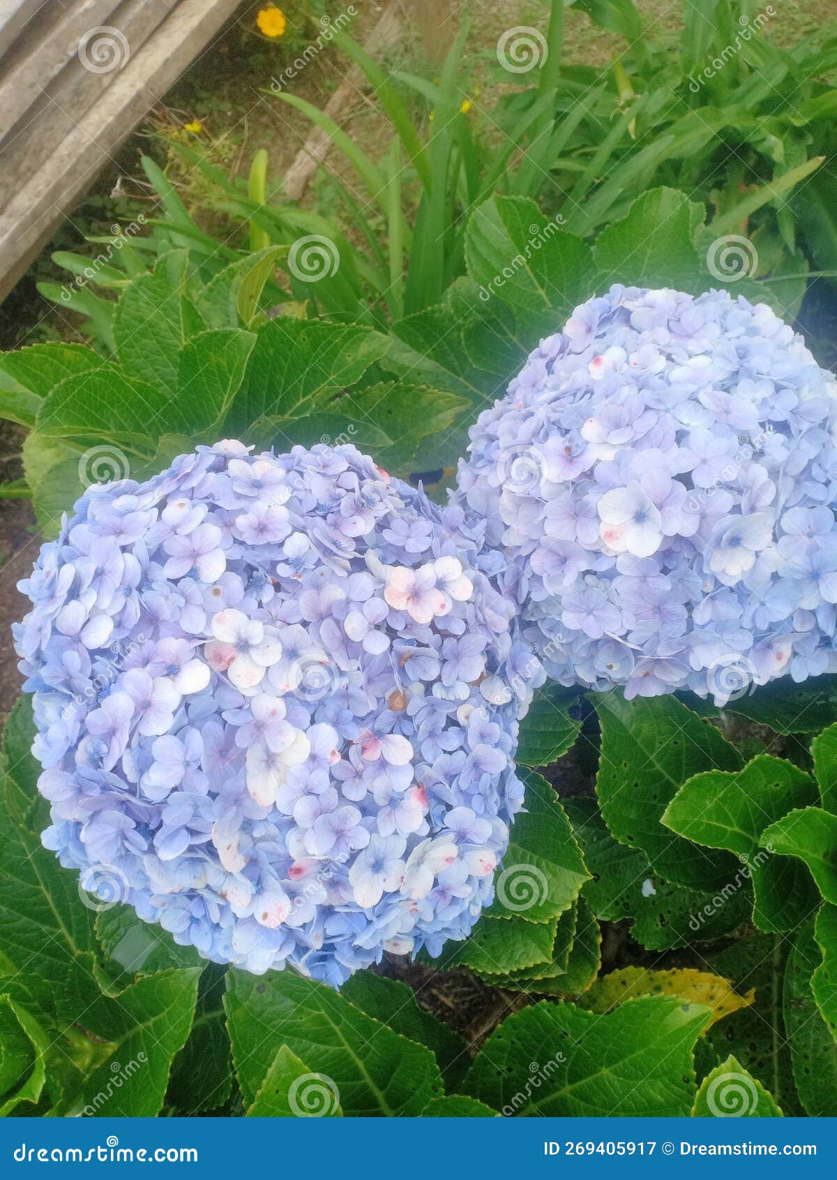 Bunga Sanggul & X28;hydrangea& X29; Stock Image - Image of bunga, atau ...